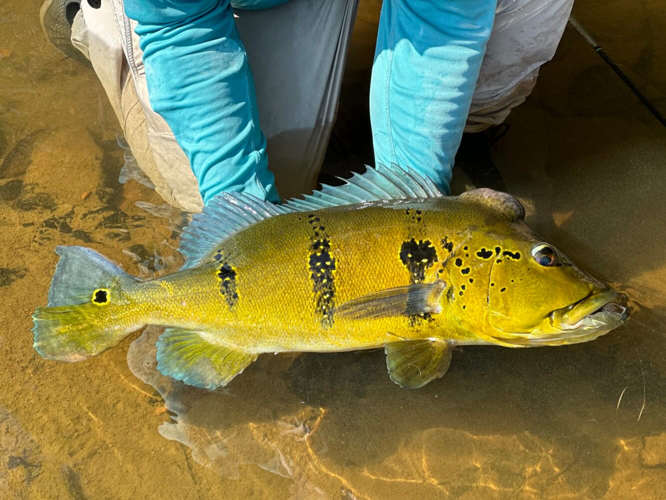 The Best of The Wild Fly Fishing the Best of Brazil - The Best of The Wild